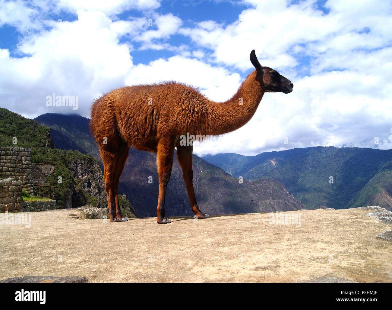 Llama Machu Picchu Stock Photo - Alamy