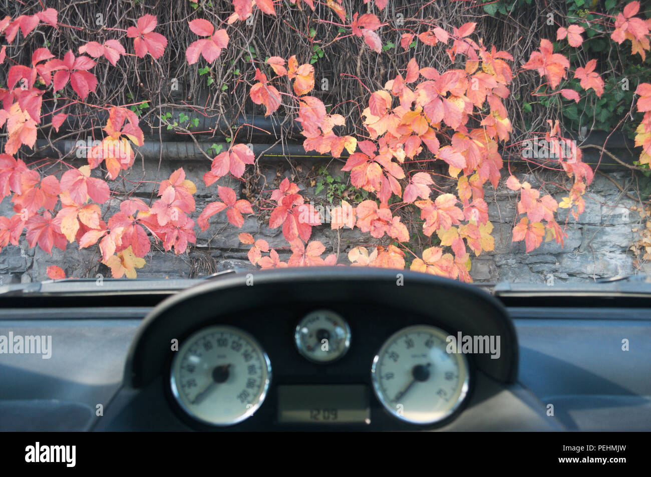car dashboard and virginia creeper red leaves Stock Photo - Alamy