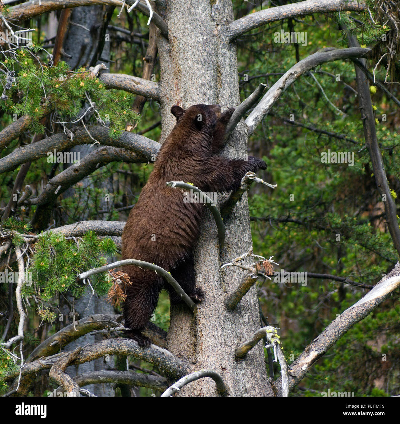 Adult black bear climbing tree hi-res stock photography and images - Alamy