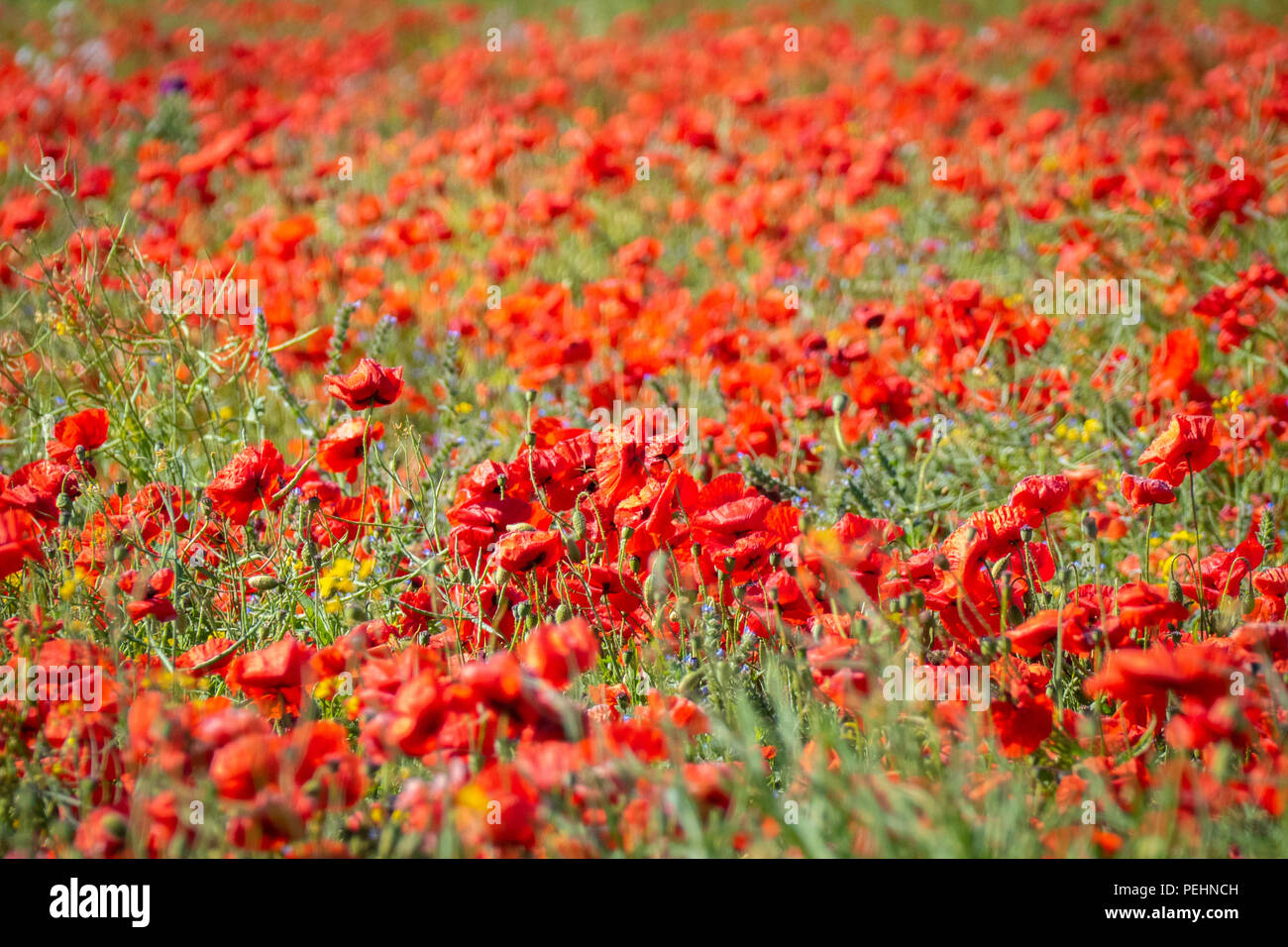 Red poppy fields flowering and blowing in the wind close to Scarborough ...