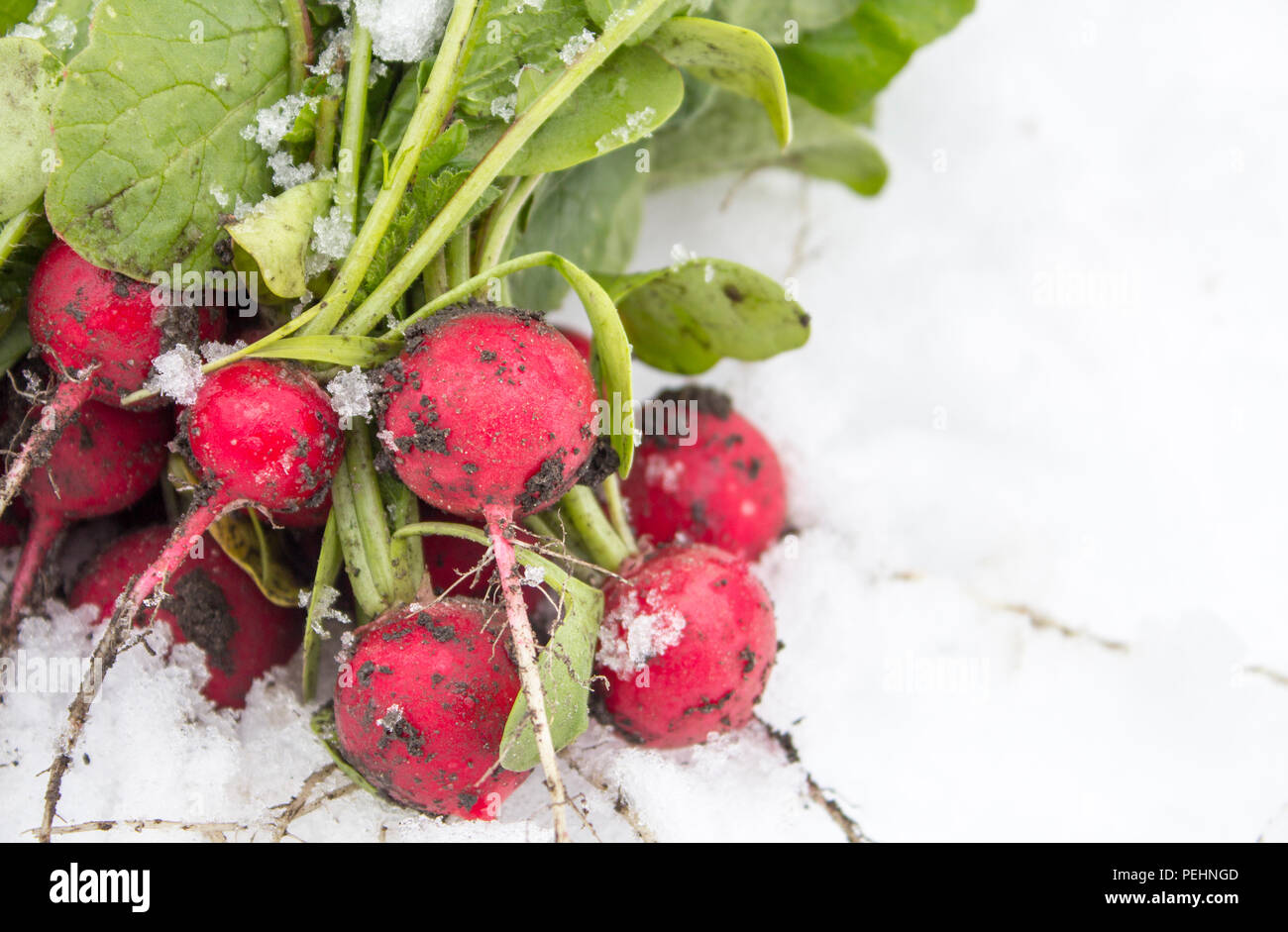 Radish in the snow. Spring frosts. vegetables Stock Photo - Alamy
