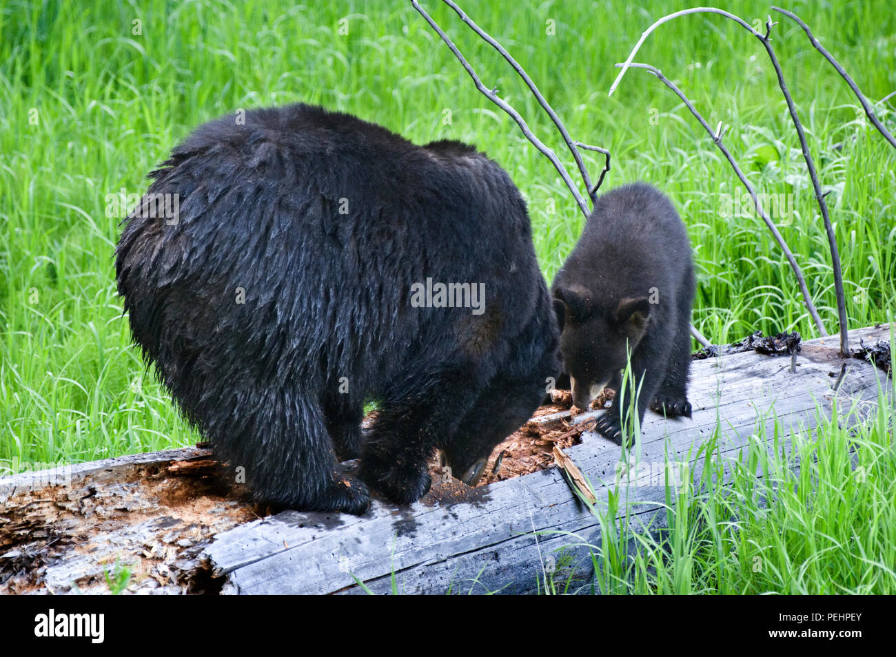 A mother Black bear and her cub dig in a rotten fallen log for bugs to ...