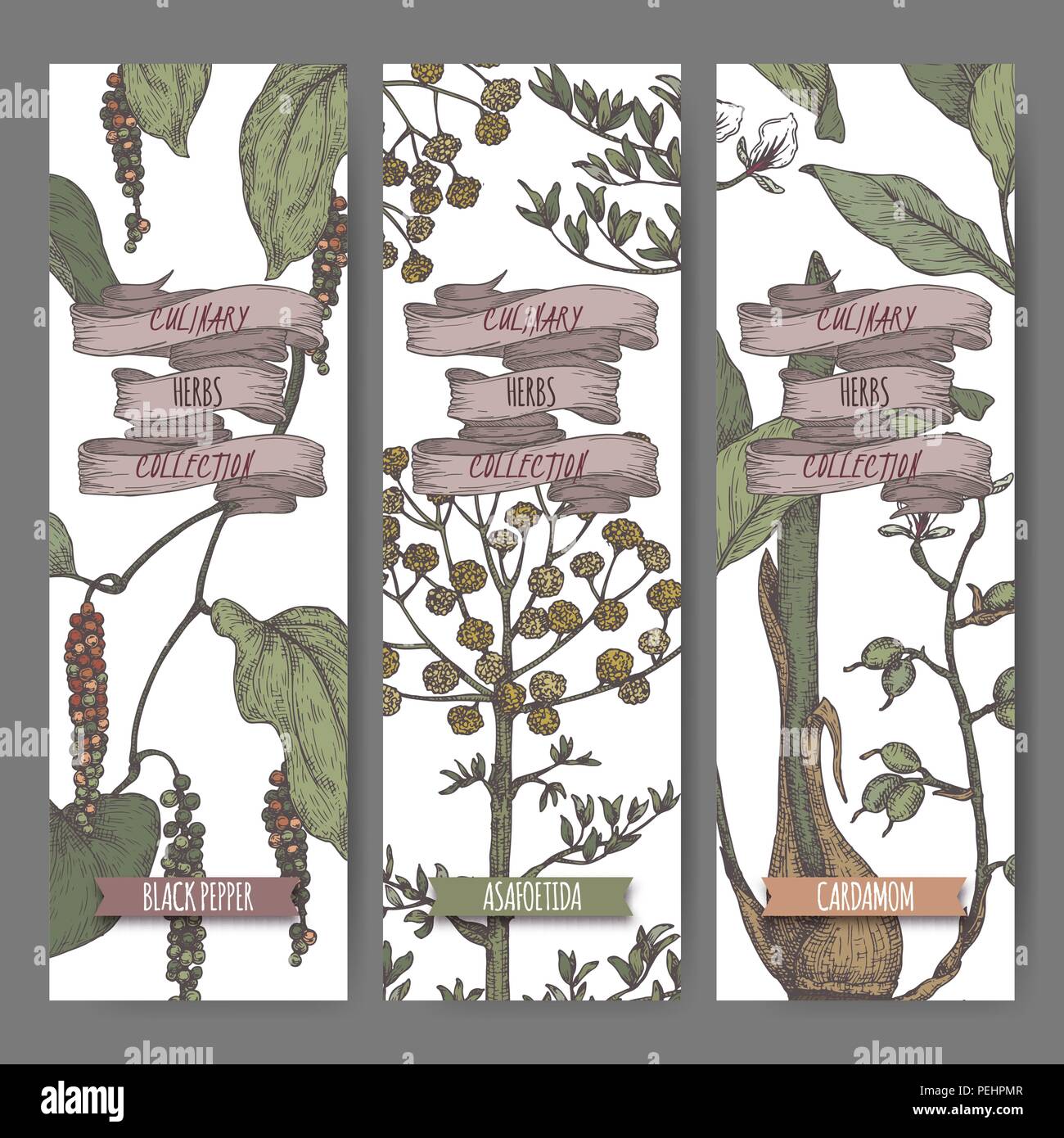 Three color labels with Syrian oregano, sumac and nutmeg sketch Stock ...