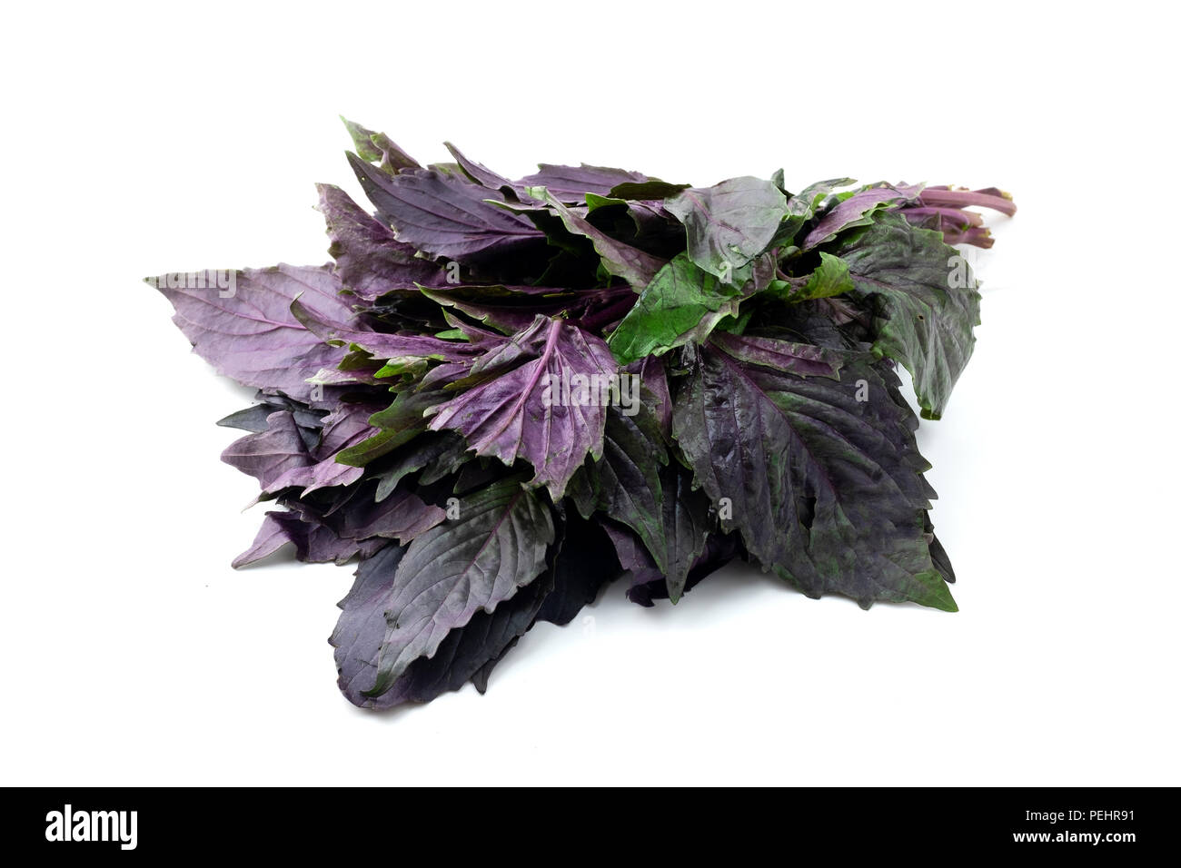 Dark opal basil on a white background Stock Photo - Alamy