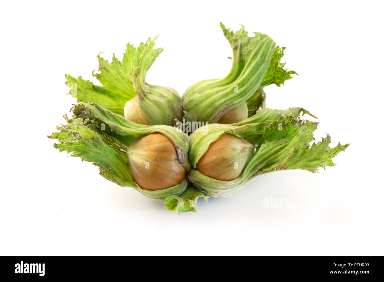Fresh hazelnuts on a white background Stock Photo - Alamy