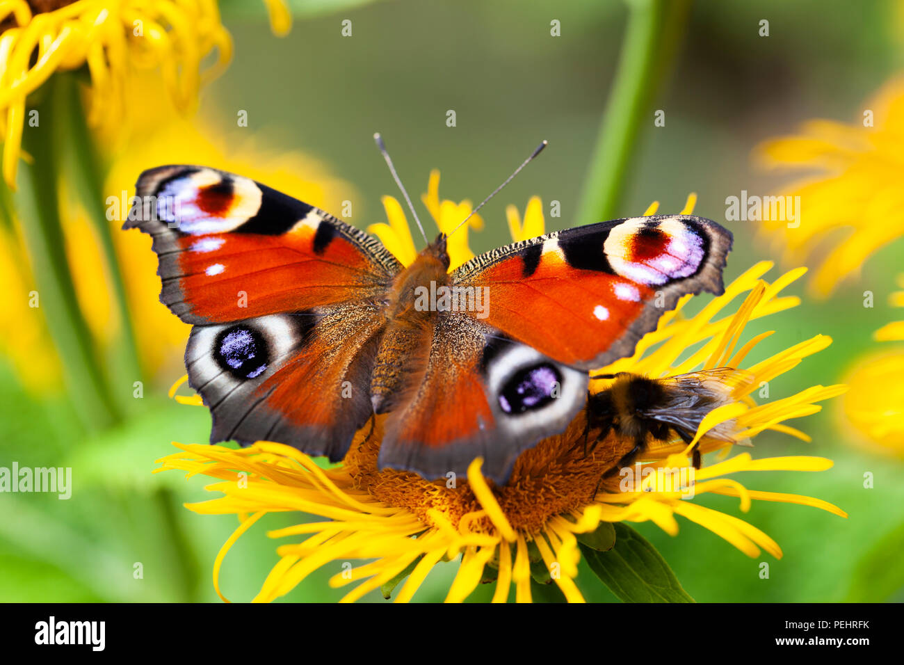 Butterfly under a leaf hi-res stock photography and images - Alamy