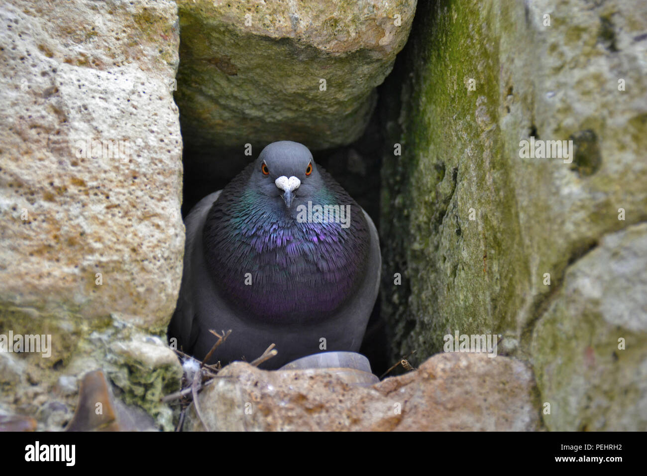 Colorful pigeon looking at the camera Stock Photo - Alamy