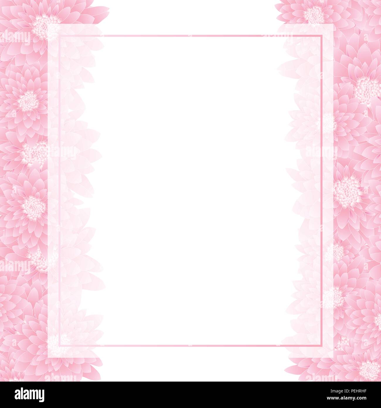 Pink Chrysanthemum Banner Card Border. Vector Illustration Stock Vector ...