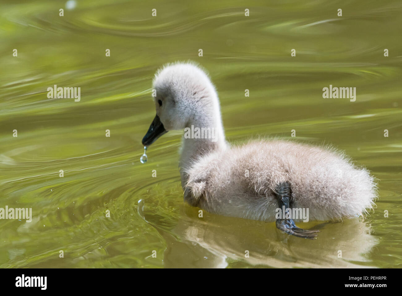 Beautiful young baby swan is swimming on a water. A bird is about two ...