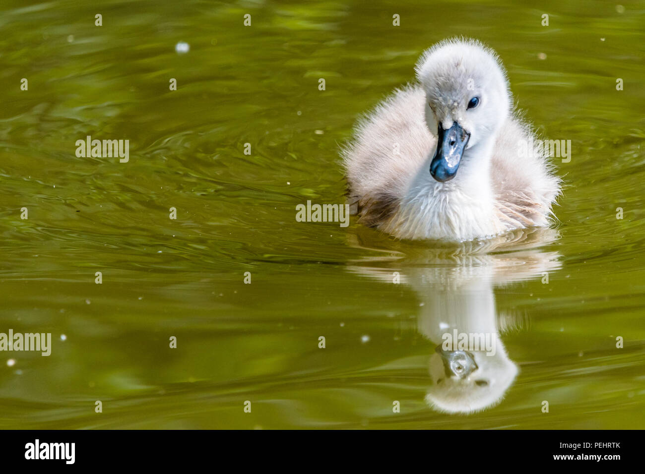 Beautiful young baby swan is swimming on a water. A bird is about two ...