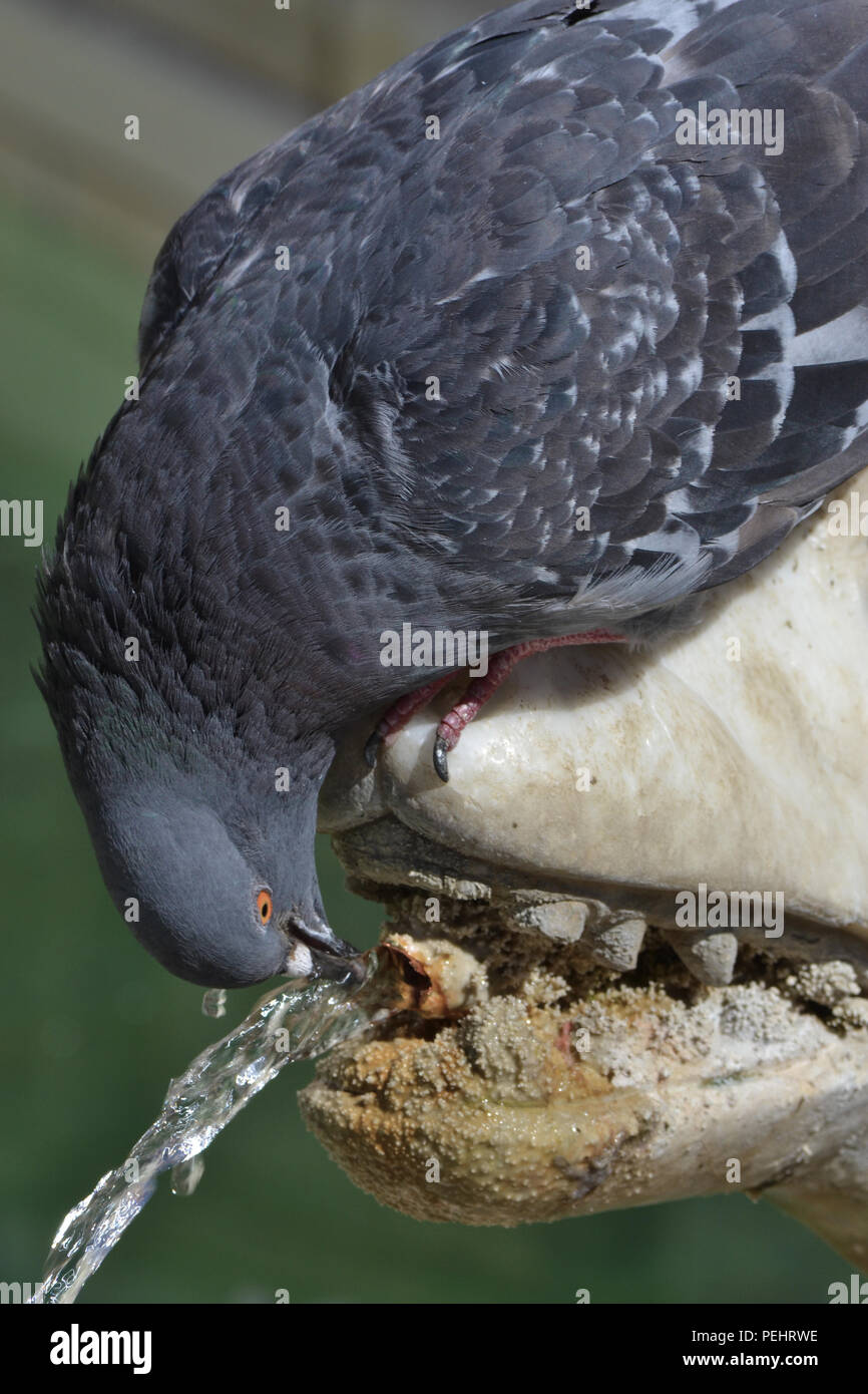 Pigeon drinking in a fountain hi-res stock photography and images - Alamy