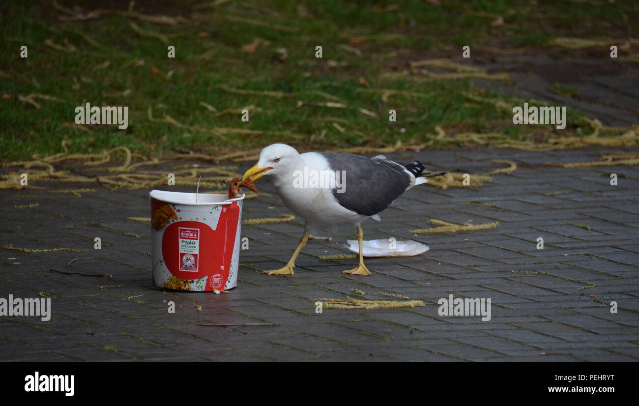 Starving seagull eating leftovers Stock Photo - Alamy