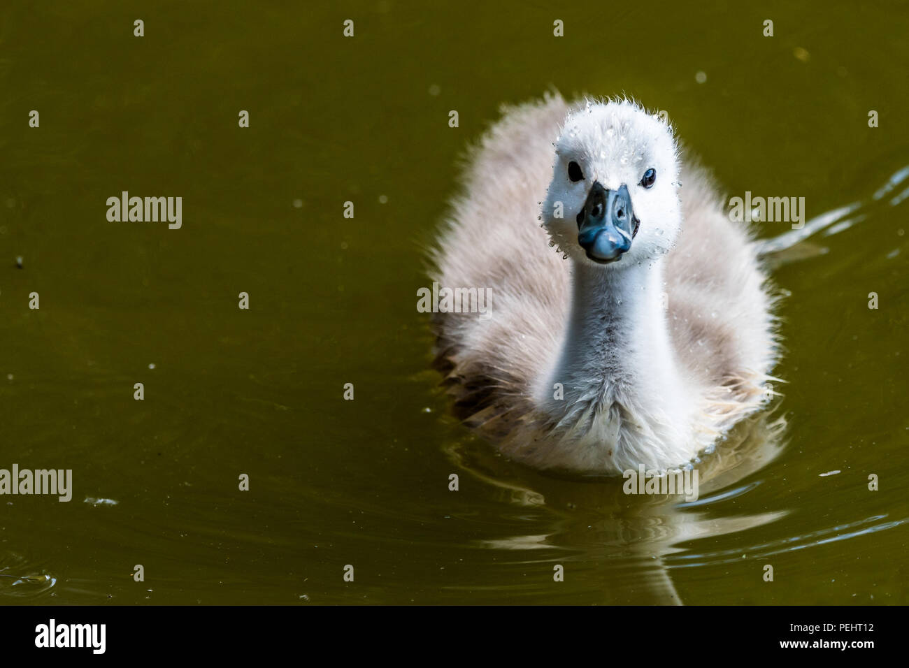 Beautiful young baby swan is swimming on a water. A bird is about two ...