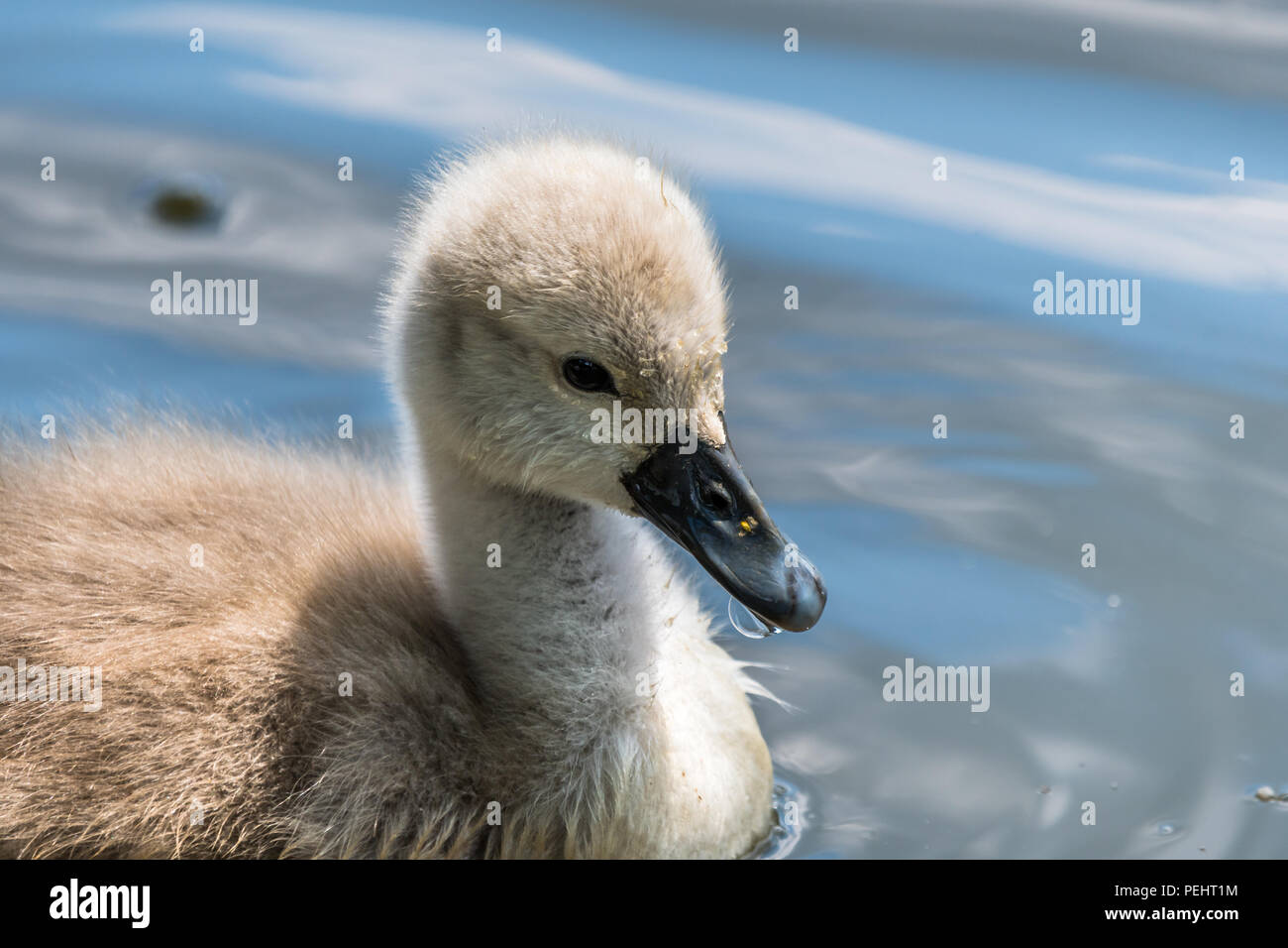 Beautiful young baby swan is swimming on a water. A bird is about two ...
