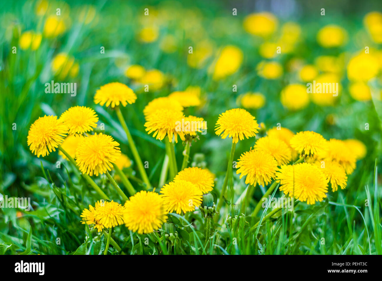 Nice field with fresh yellow dandelions and green grass. Small depth of ...