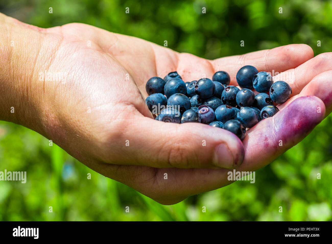 A full hand of a very tasty looking blueberries. Violet dirty fingers ...