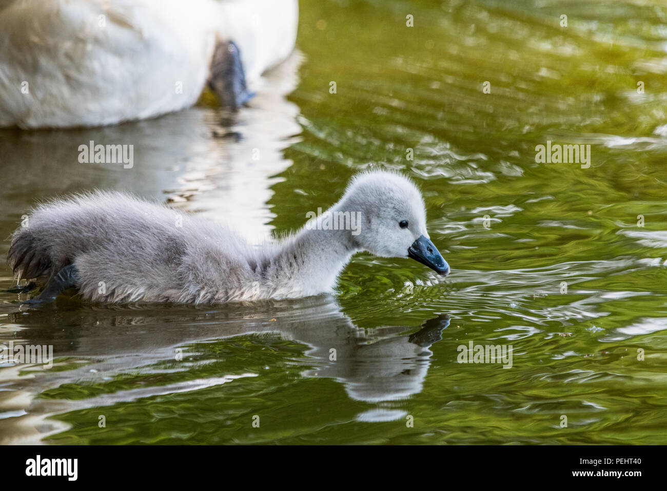 Beautiful young baby swan is swimming on a water. A bird is about two ...
