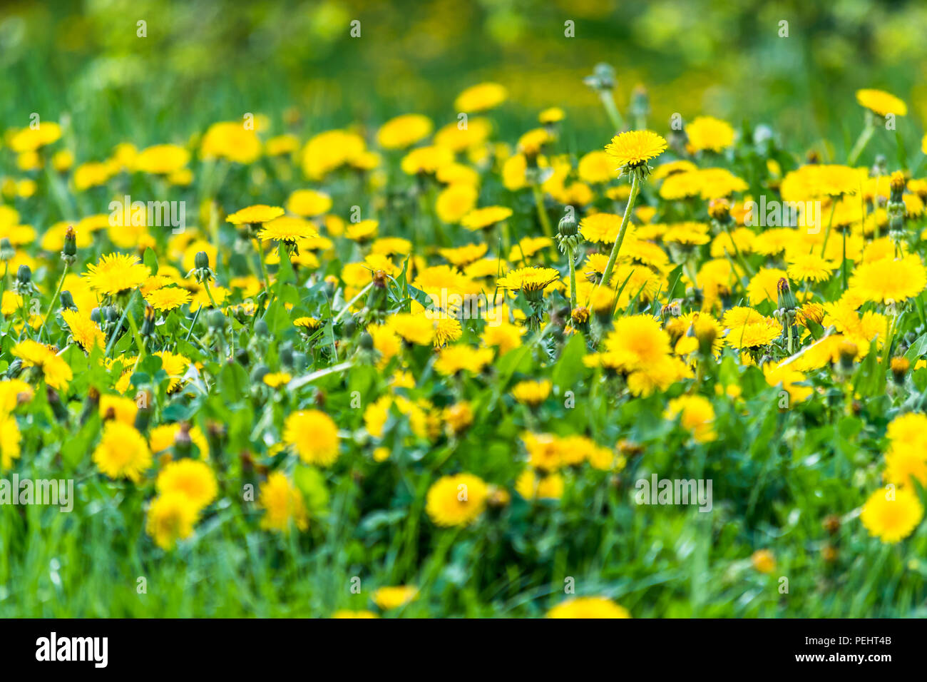 Nice field hi-res stock photography and images - Alamy