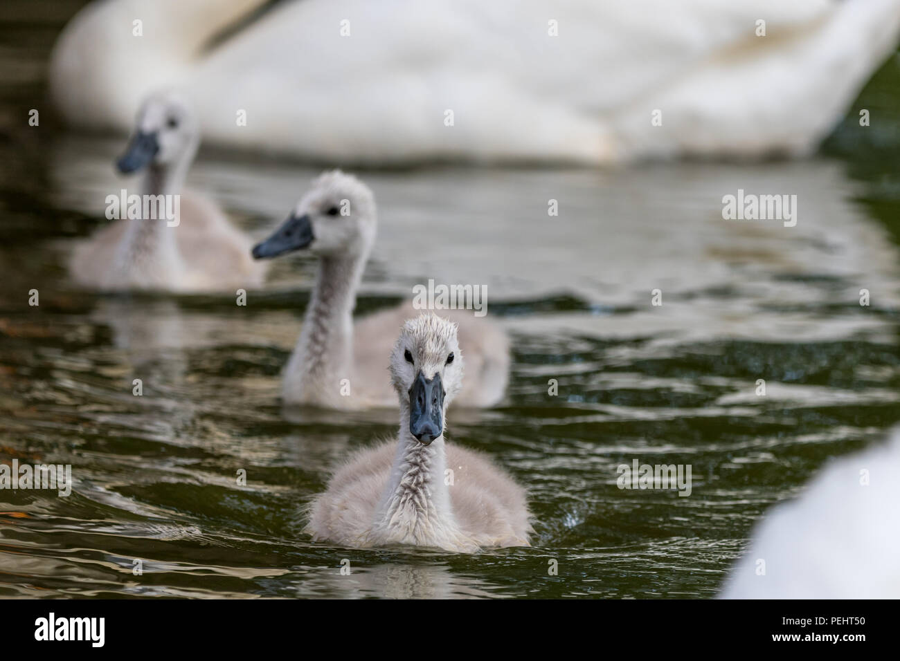 Beautiful young baby swan is swimming on a water. A bird is about two ...