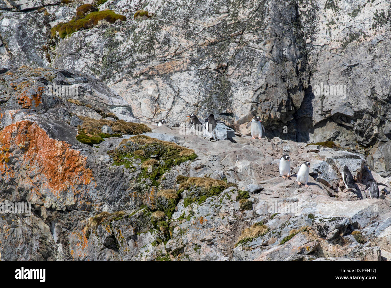 Seabird rookery hi-res stock photography and images - Alamy