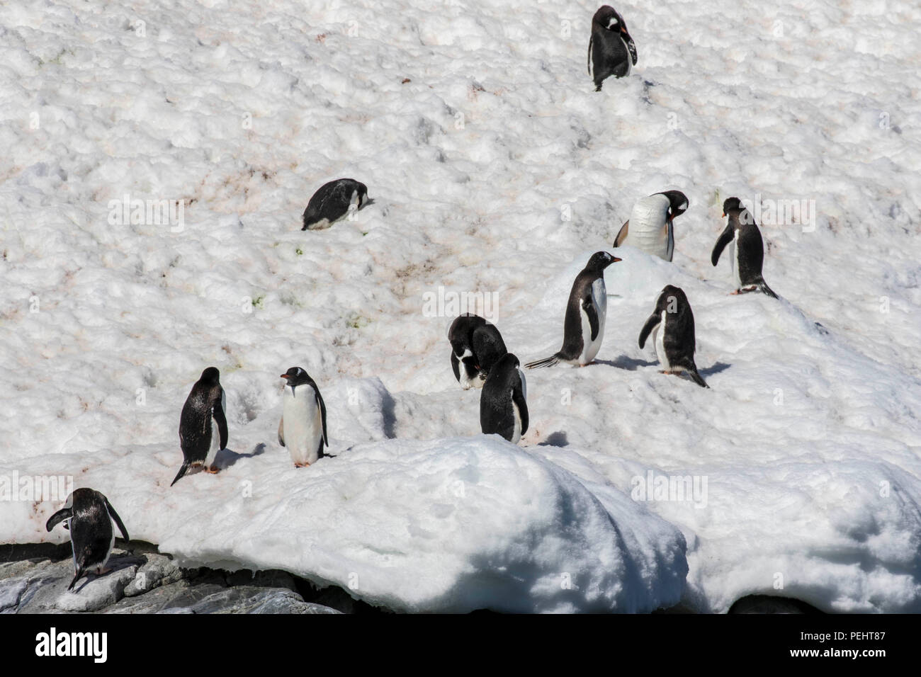 Penguin rookery hi-res stock photography and images - Alamy