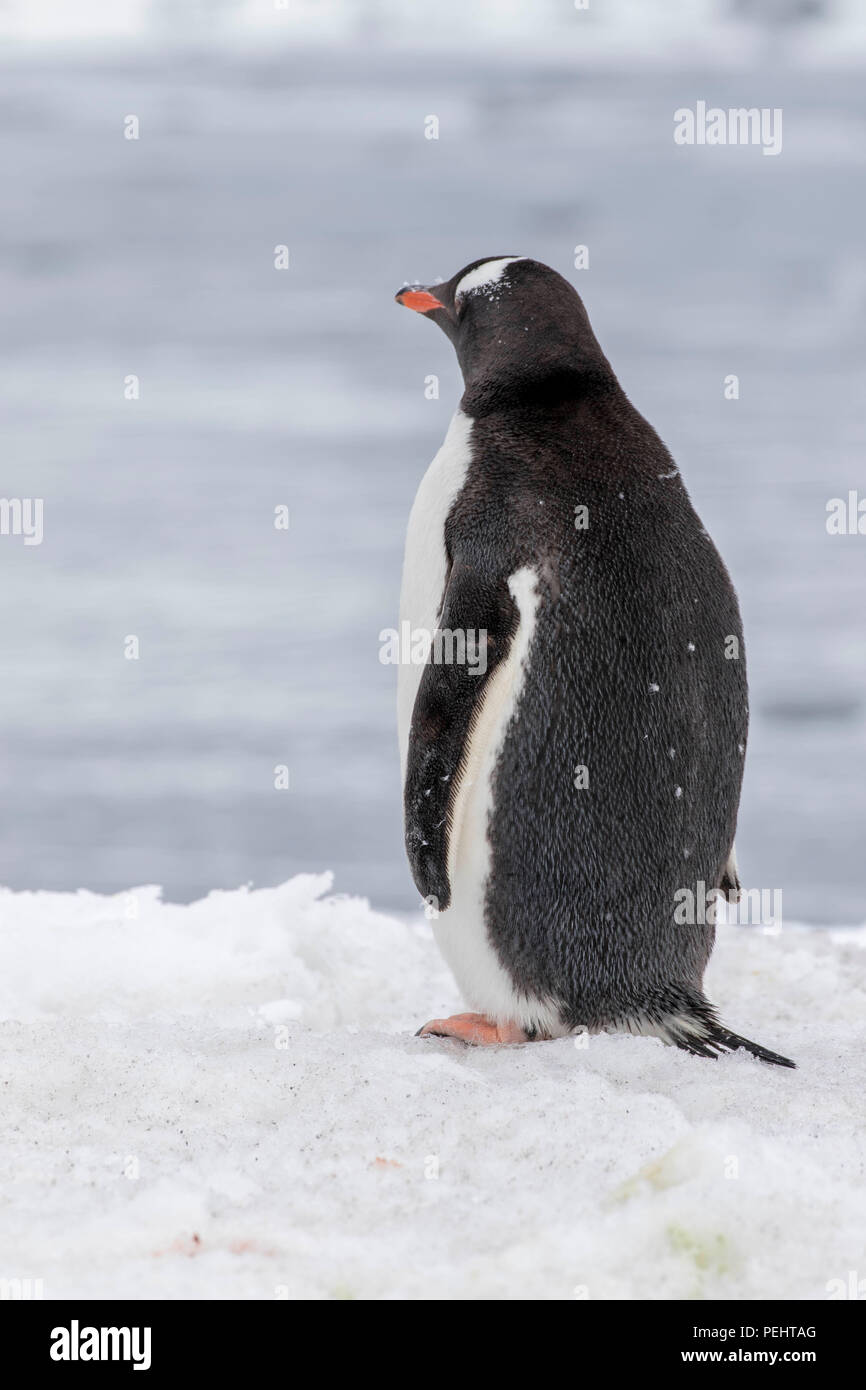 Penguin rookery hi-res stock photography and images - Alamy