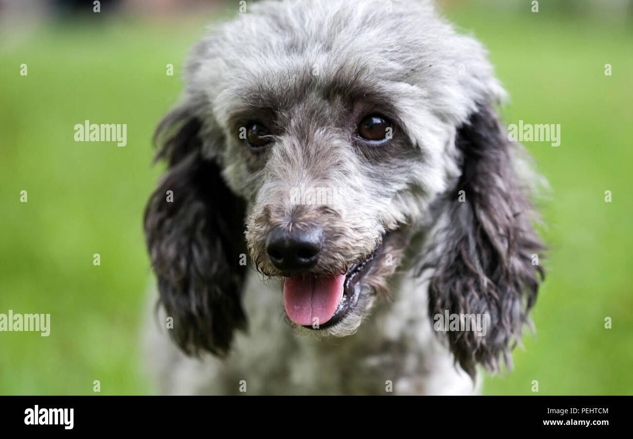 Poodle outdoor portrait Stock Photo - Alamy