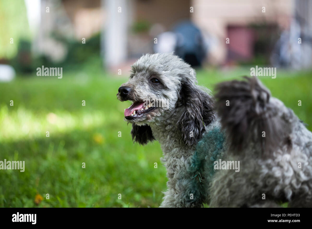 Poodle outdoor portrait Stock Photo - Alamy