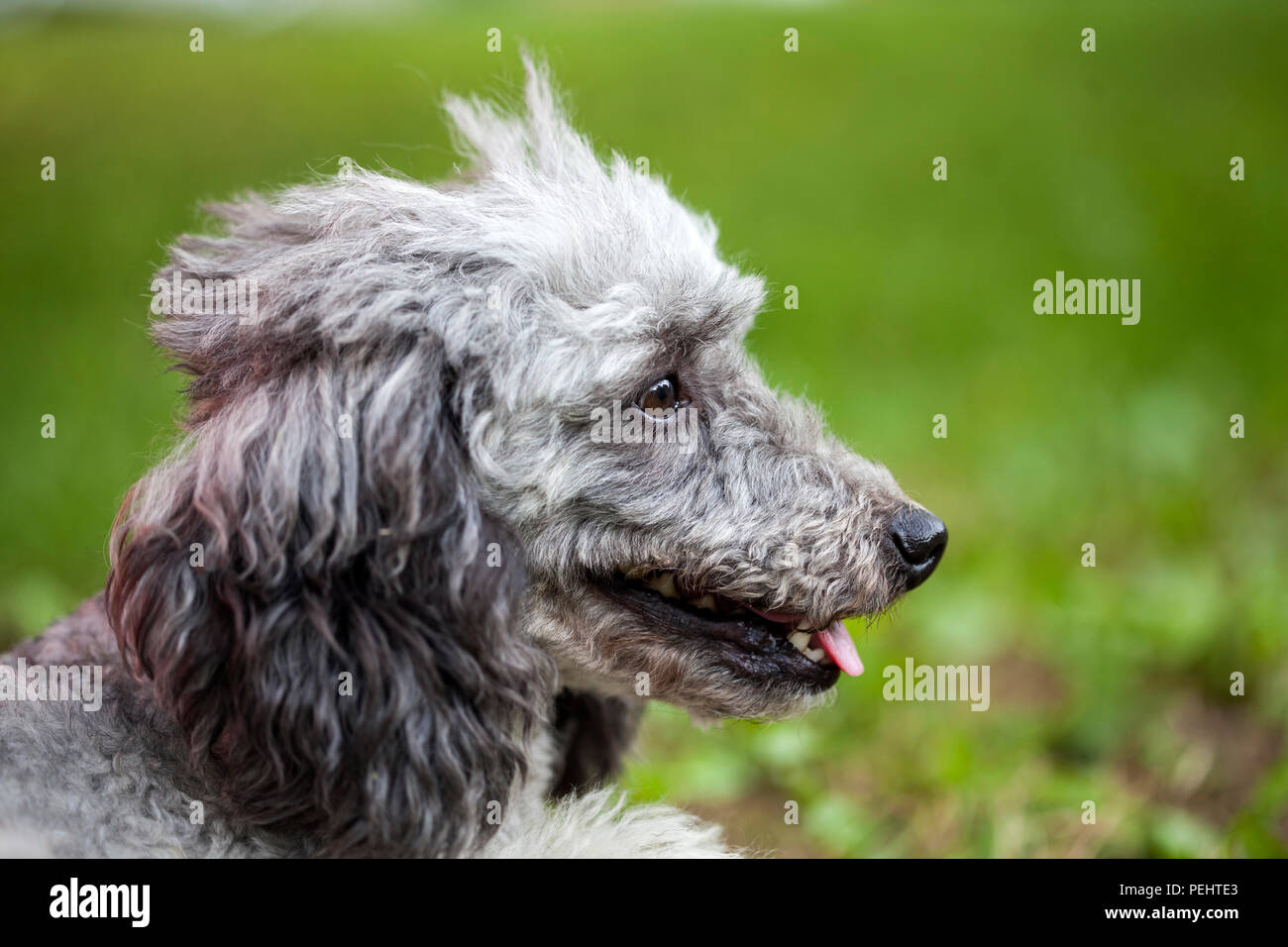 Poodle outdoor portrait Stock Photo - Alamy