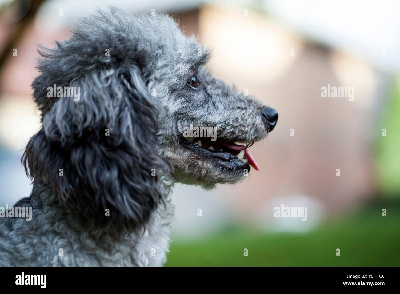 Poodle outdoor portrait Stock Photo - Alamy