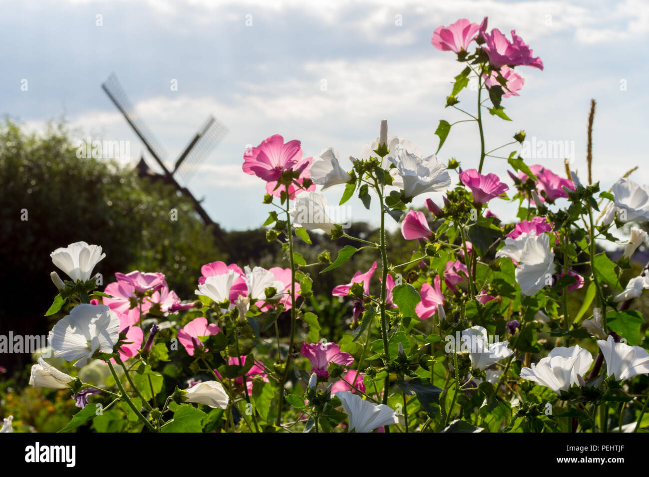 Pink and white flowers in front of a windmill in a park in Malmö ...