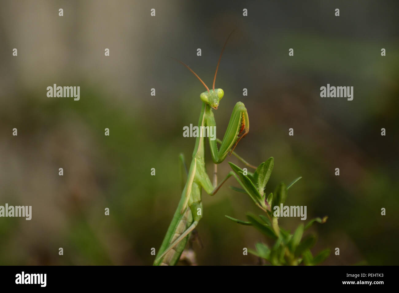 Mantis prayer hi-res stock photography and images - Alamy