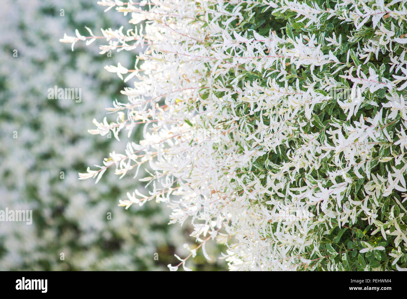 Garden design round shaped topiary hi-res stock photography and images ...