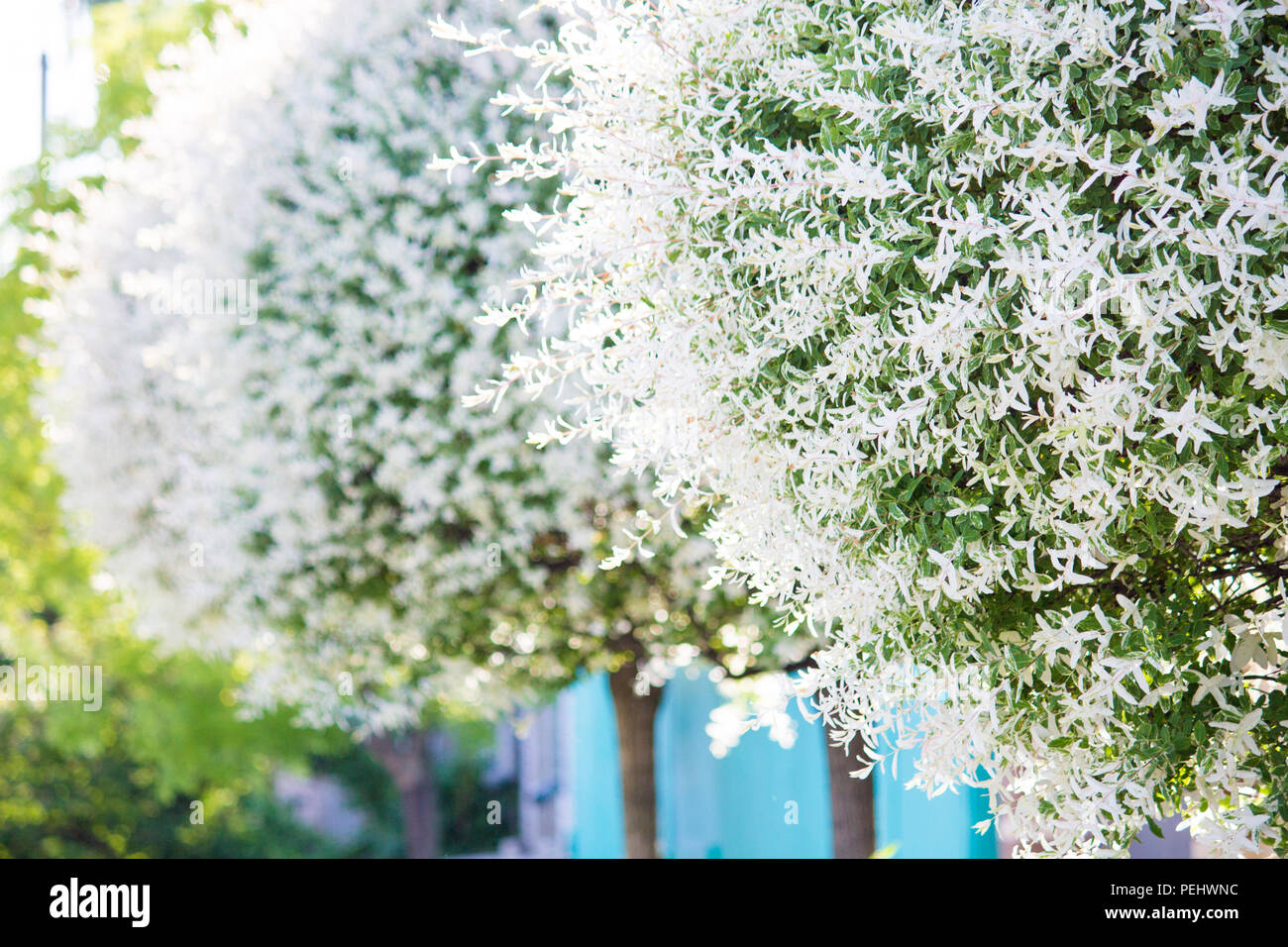 Round Ornamental Tree Stock Photos & Round Ornamental Tree Stock Images ...