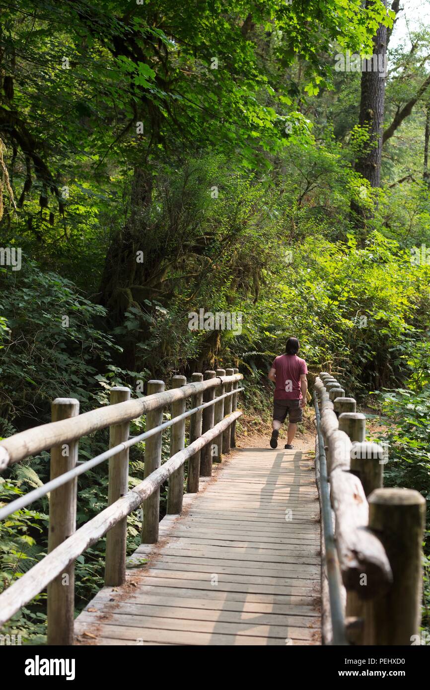 A man walking on a hiking trail along Sweet Creek near Mapleton, Oregon ...