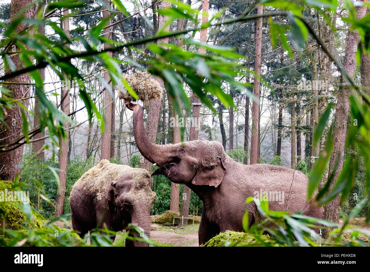 The Asian elephant, or Asiatic elephant Elephas maximus Stock Photo - Alamy The Asian elephant, or Asiatic elephant Elephas maximus Stock Photo - Alamy