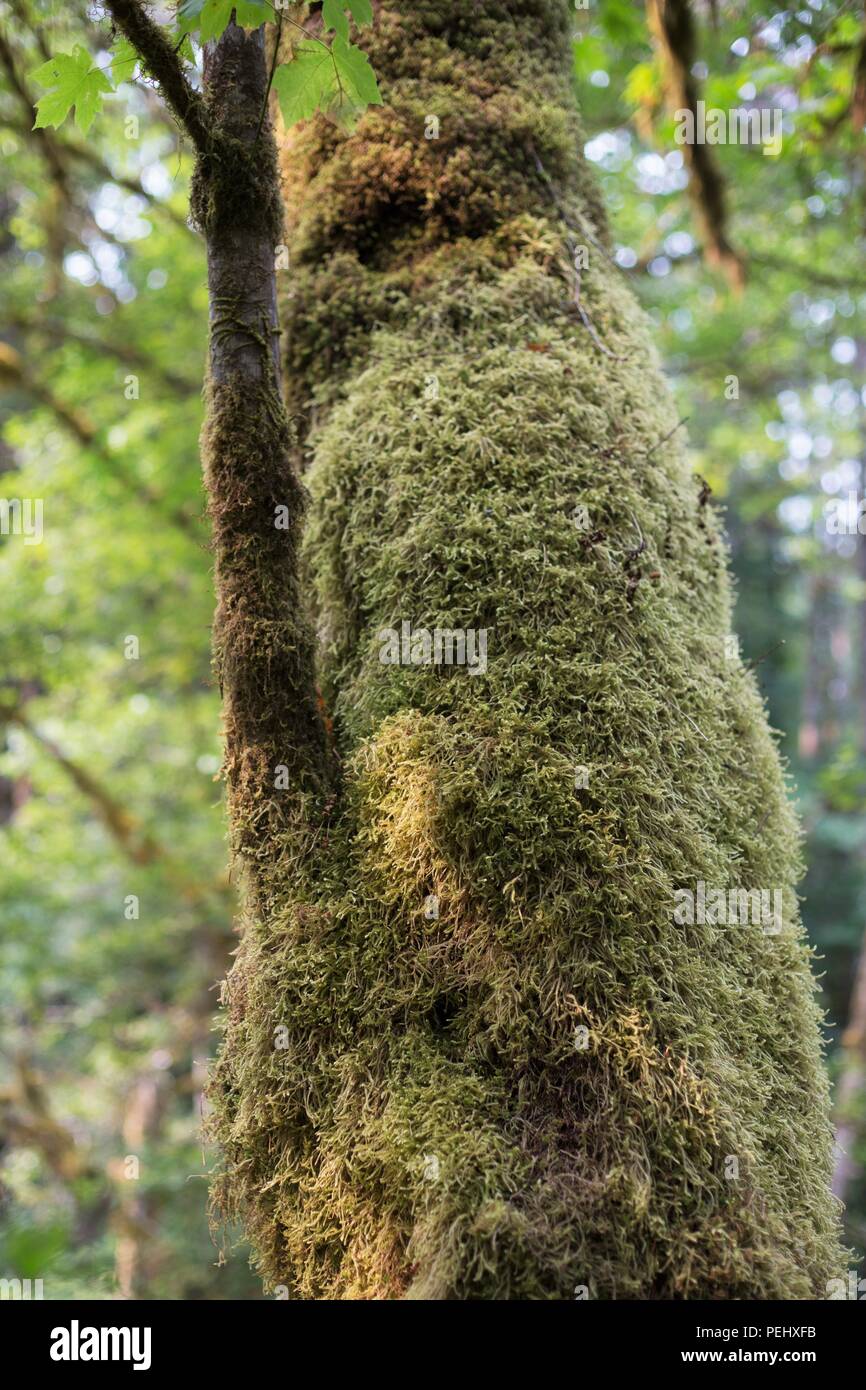 A moss covered tree in a forest near Mapleton, Oregon, USA Stock Photo ...