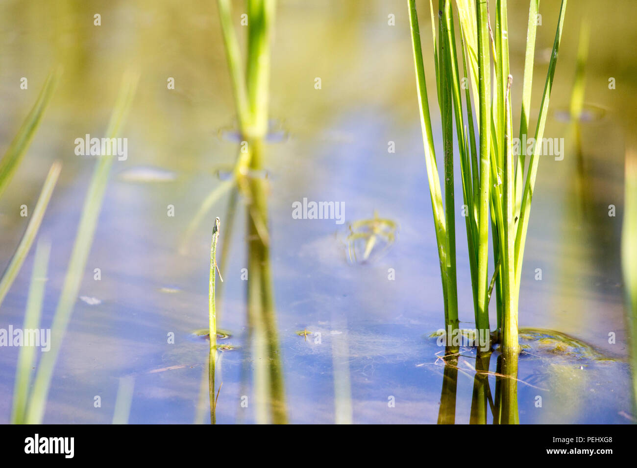 River grass in water. wild natural vegetation Stock Photo - Alamy