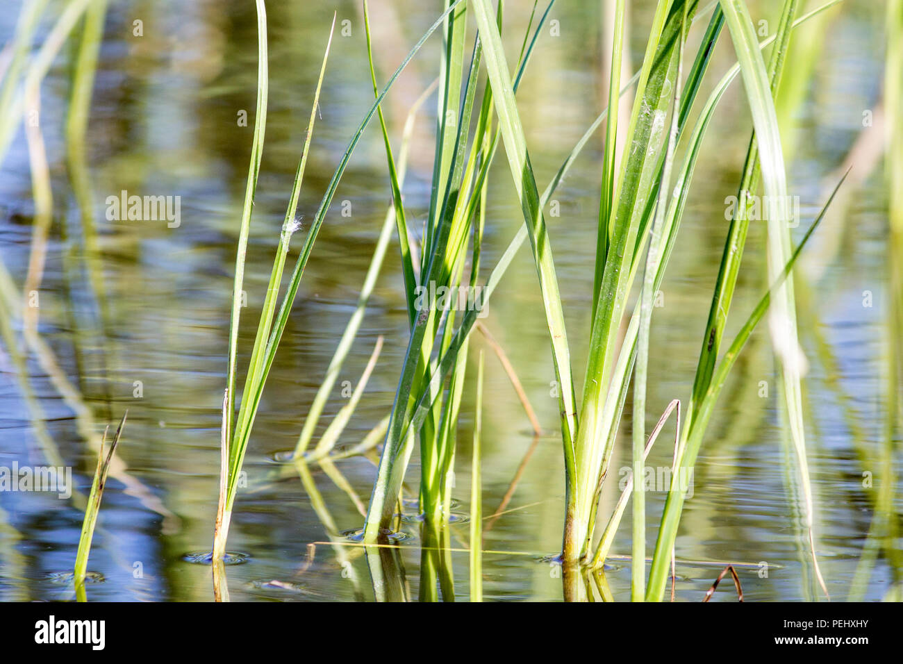 River grass in water. wild natural vegetation Stock Photo - Alamy