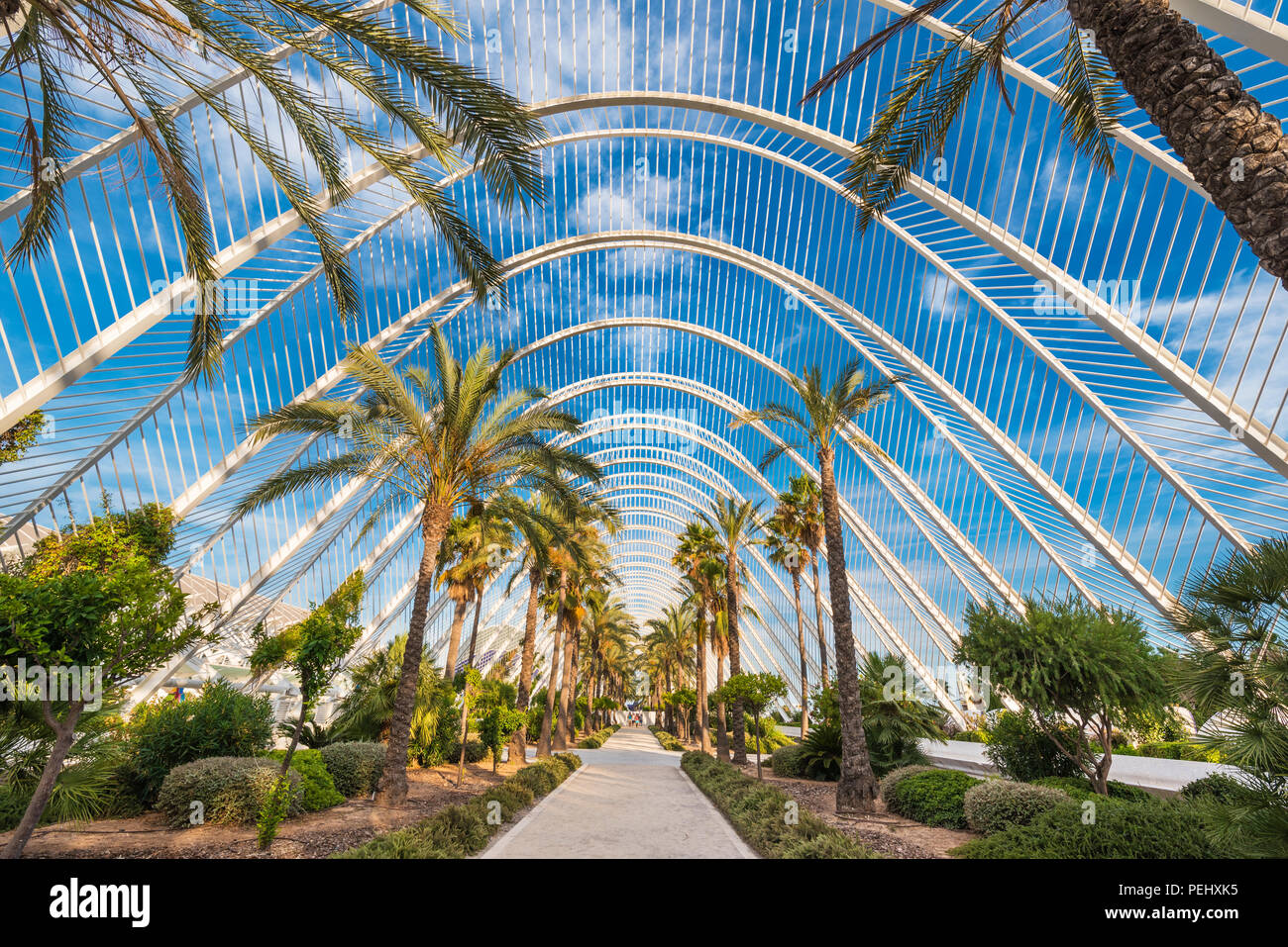 Valencia palm trees hi-res stock photography and images - Alamy