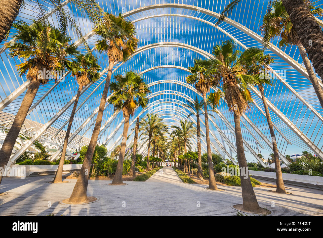 Umbracle palms hi-res stock photography and images - Alamy