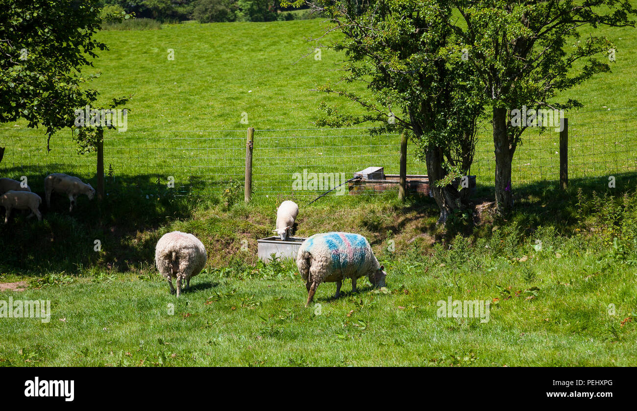 Uk Countryside Aerial Farm Sheep High Resolution Stock Photography and ...