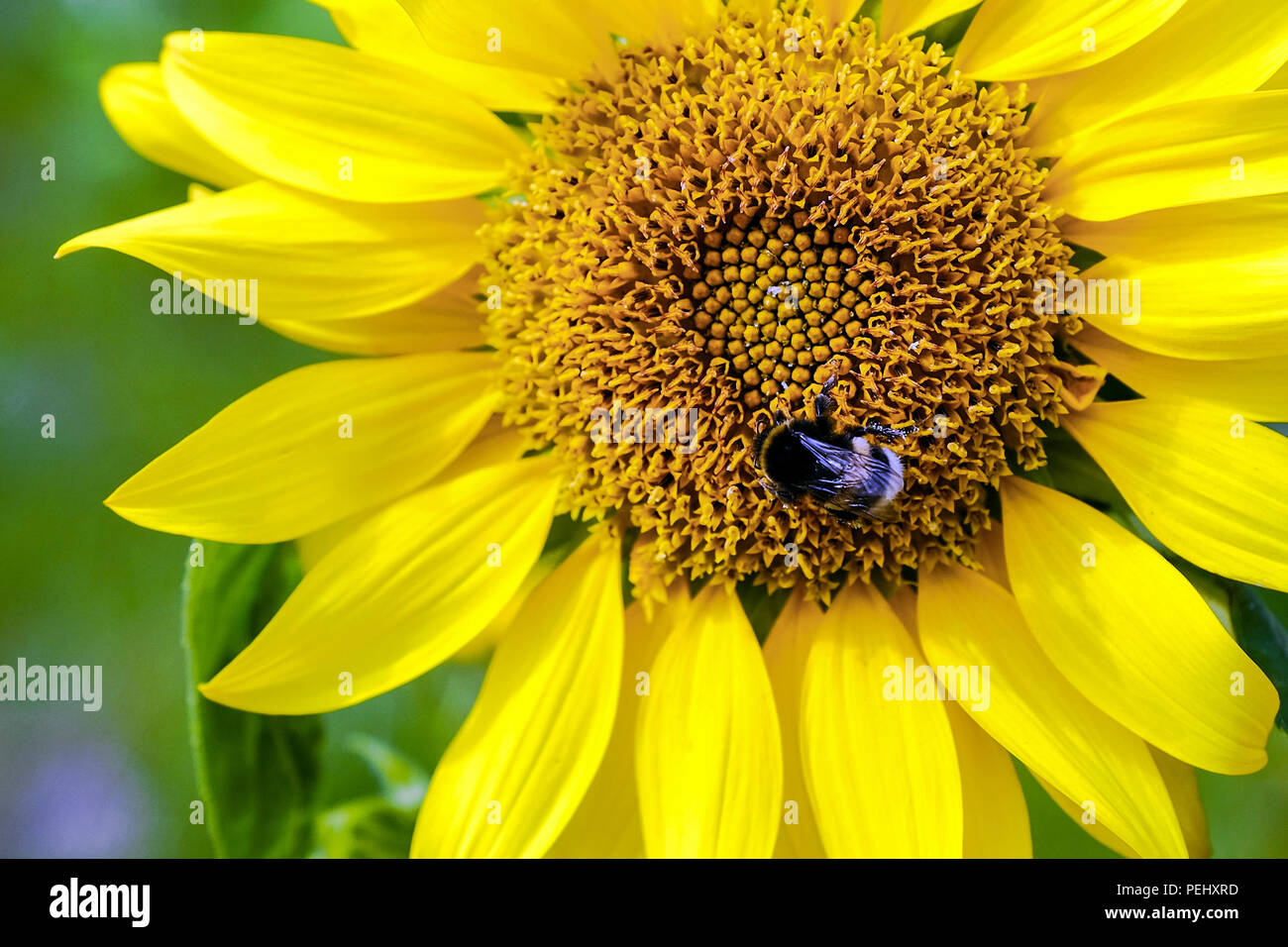 Sunflower. Bumblebee on sunflower blossom collecting nectar. Warm ...