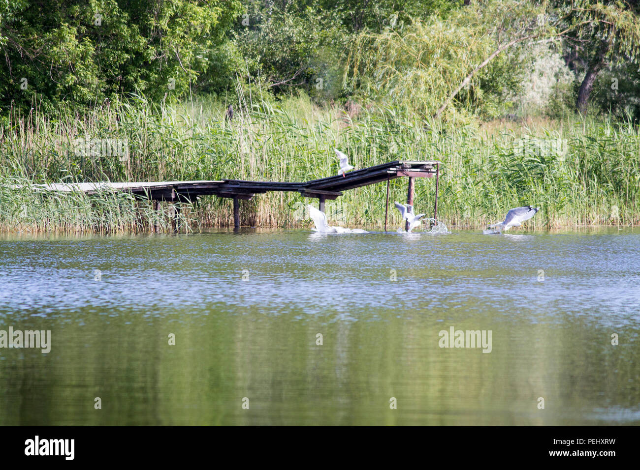 Birds soaring over ocean at sunset hi-res stock photography and images ...