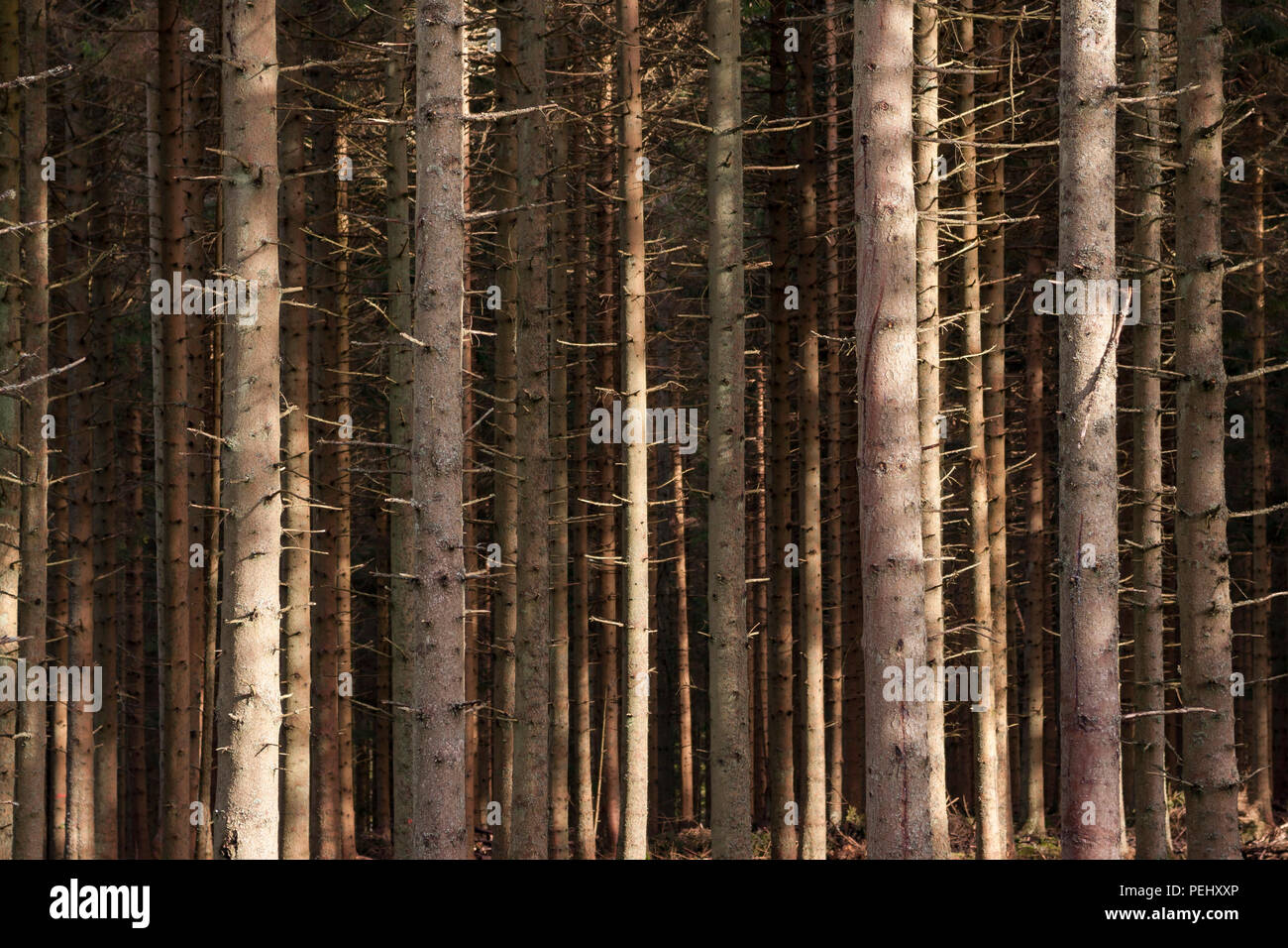 Kielder forest hi-res stock photography and images - Alamy