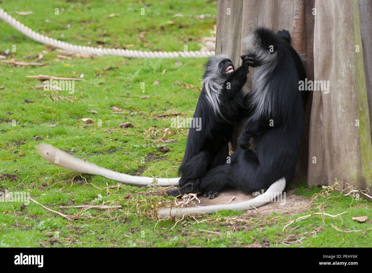 Pair of King Colobus Monkeys at Chester Zoo Stock Photo - Alamy