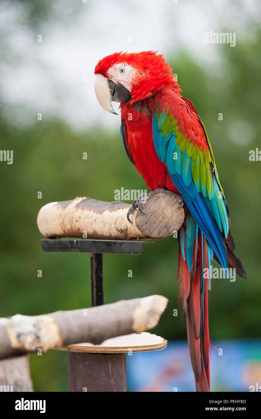 Scarlet / Red Macaw at Chester Zoo Stock Photo - Alamy