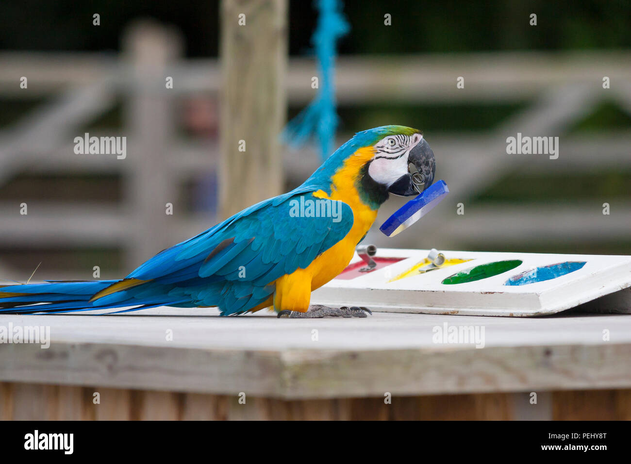 A Blue Throated Macaw at Chester Zoo Stock Photo - Alamy