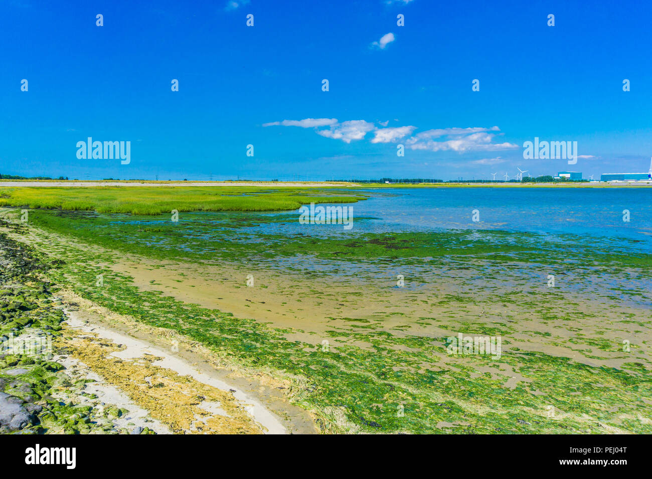 Blue seaweed hi-res stock photography and images - Alamy