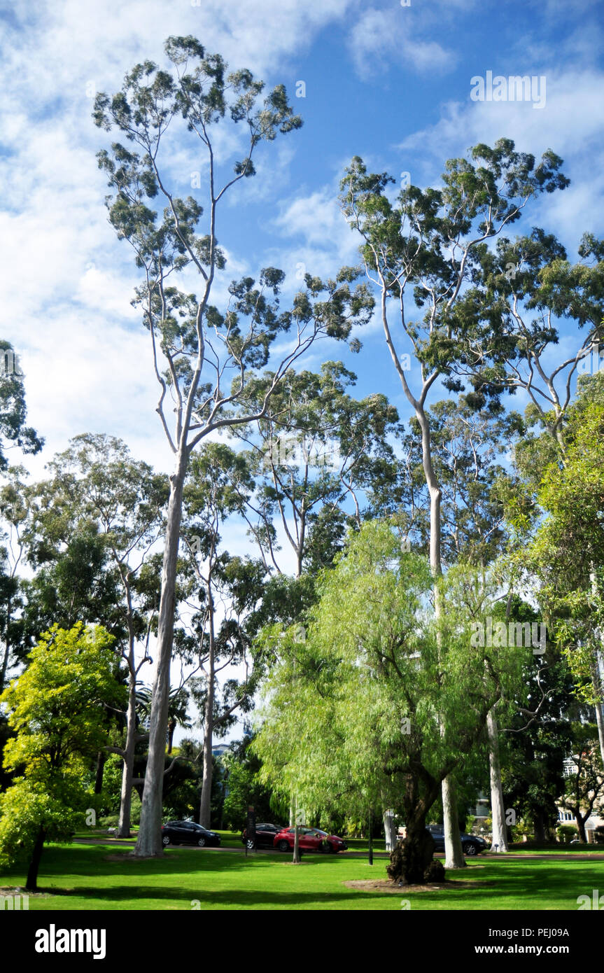 Big trees and many plant in garden of Kings Park and Botanic Garden in ...